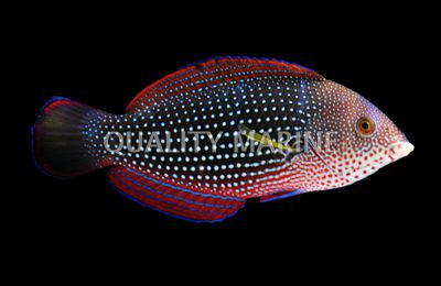 Pearl Wrasse - Quality Marine
