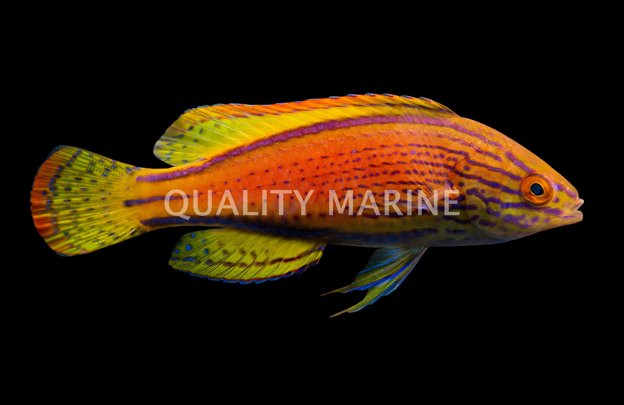 Lineatus Fairy Wrasse, Male - Quality Marine
