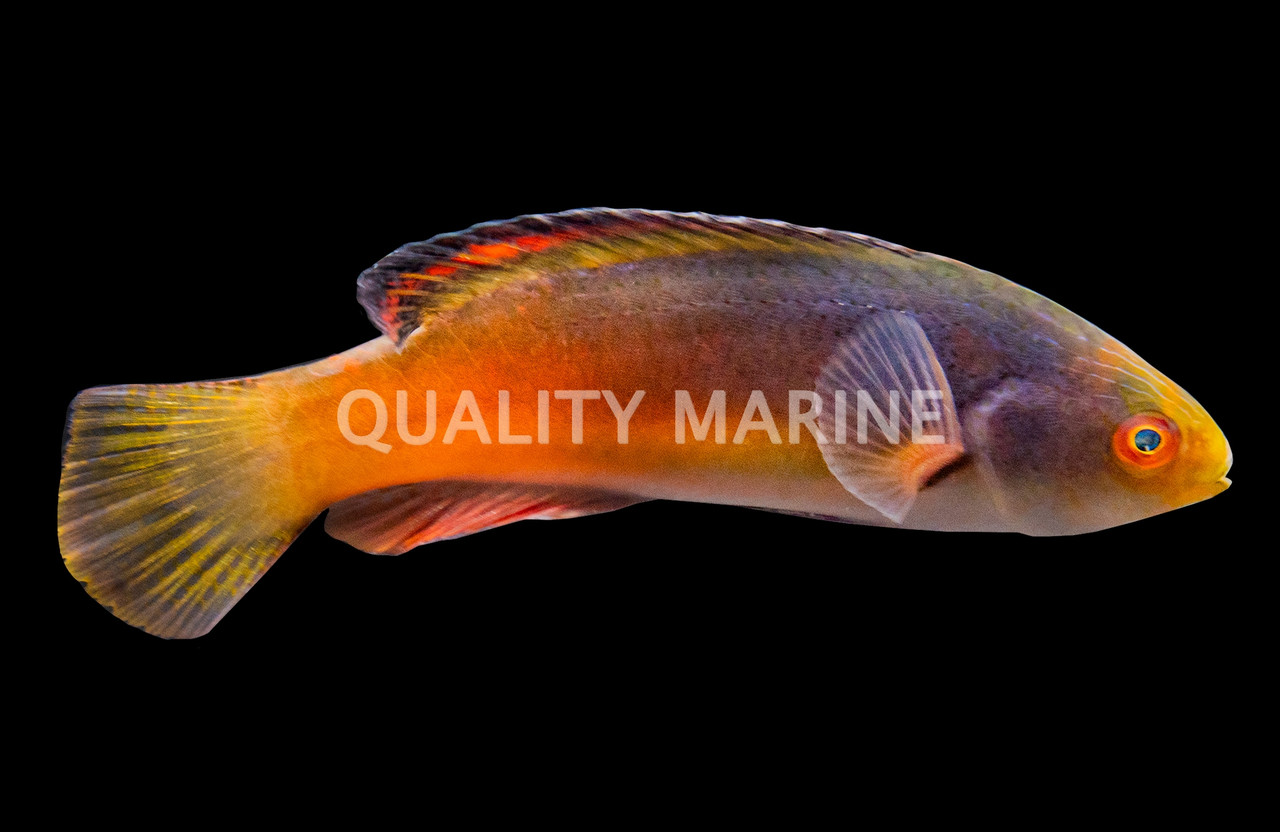 Greenback Scott's Velvet Fairy Wrasse - Quality Marine