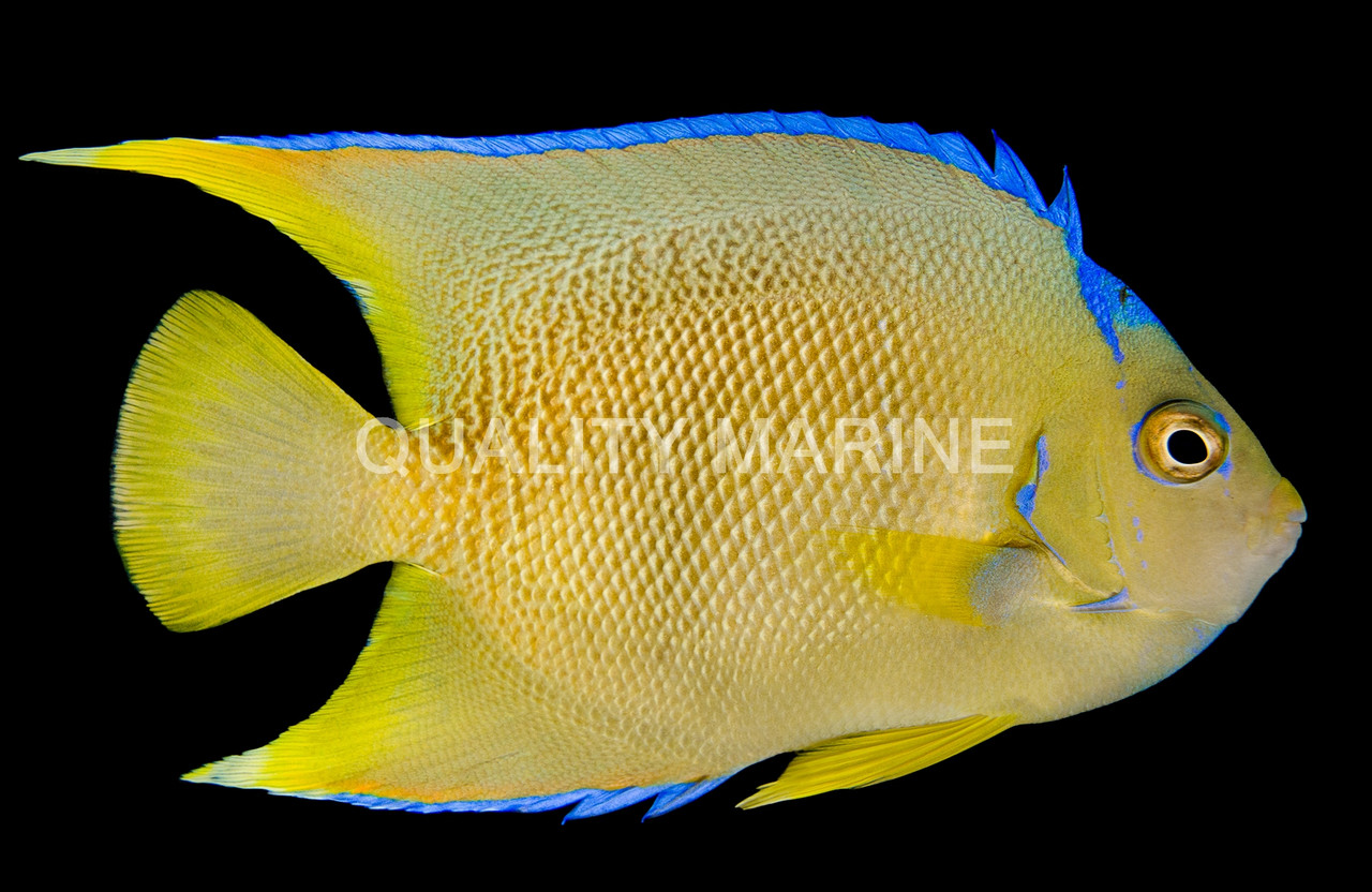 Blue Angelfish, Adult - Quality Marine
