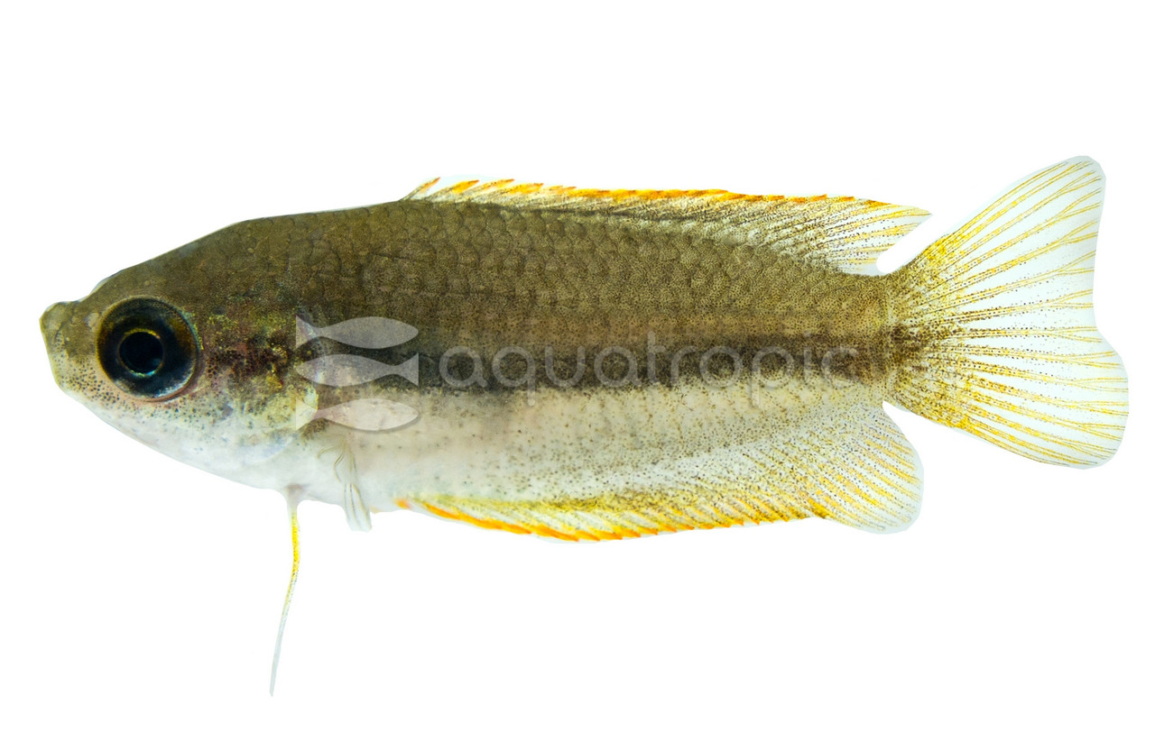Dwarf Honey - Quality Marine