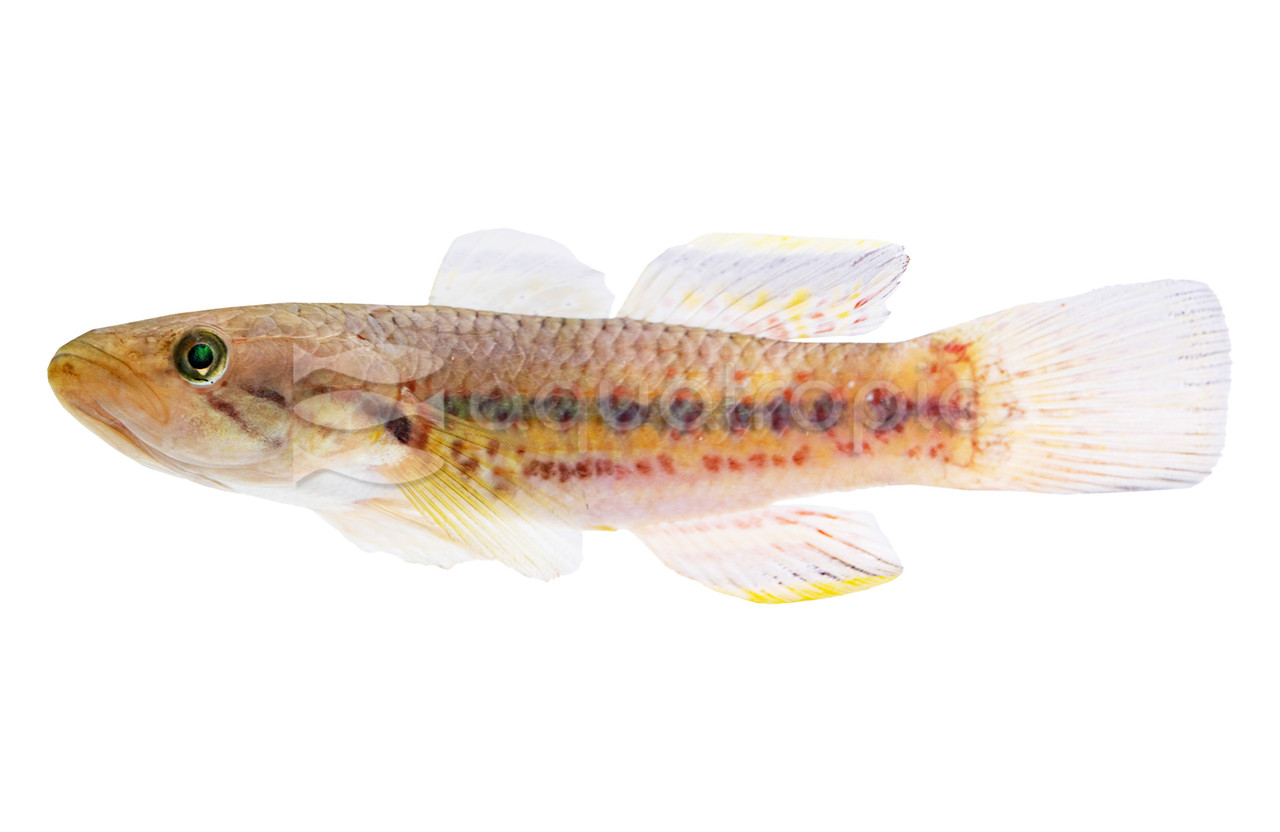Ornate Sleeper Goby - Quality Marine