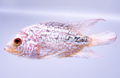 Flowerhorn King Kamfa F1 - Quality Marine