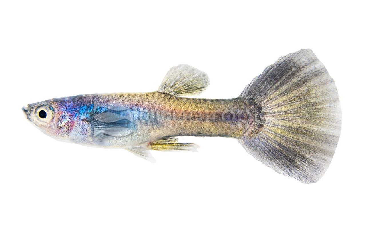 Moscow Blue Male - Quality Marine
