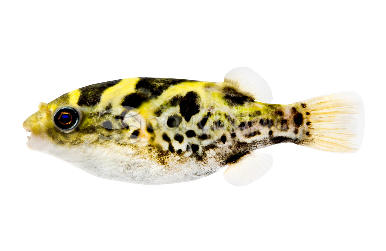 Ceylon Green Pufferfish - Quality Marine