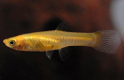 Endler's Blue Female - Quality Marine