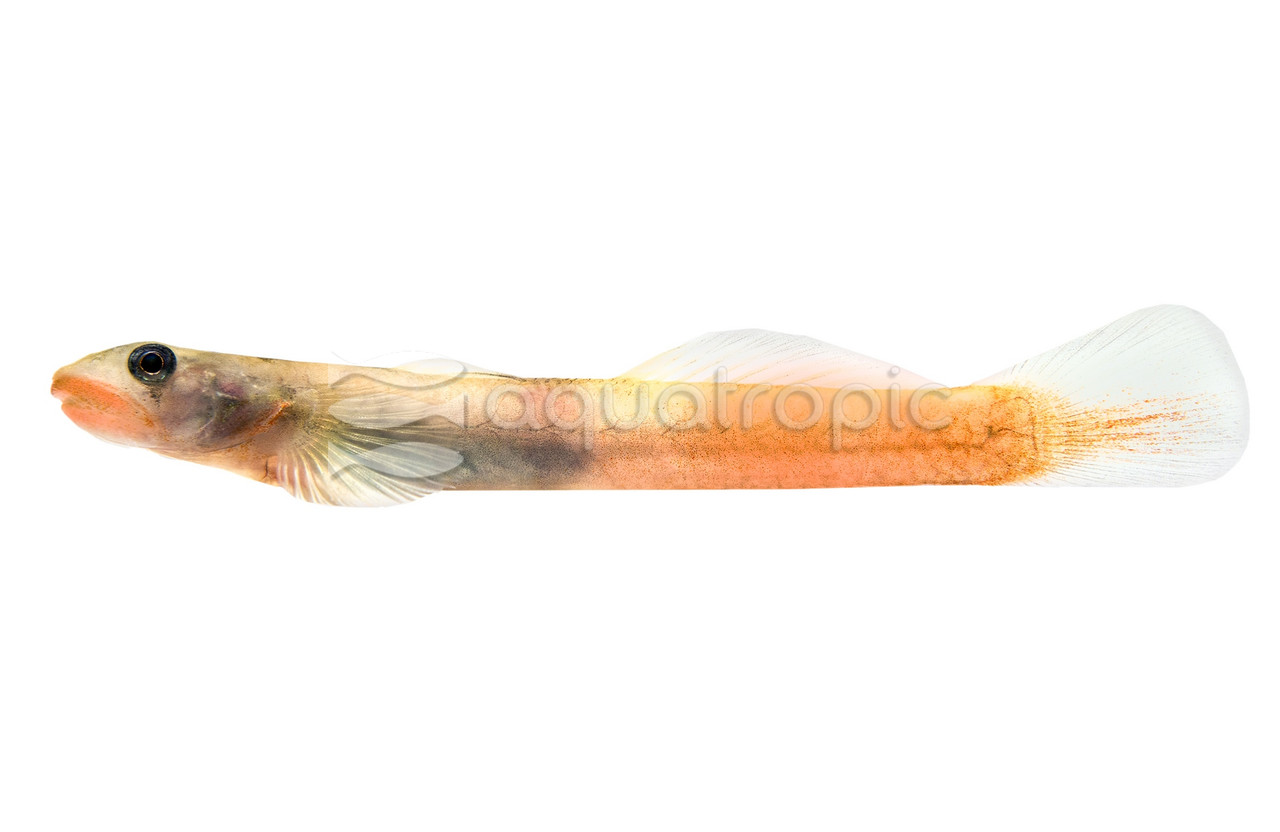 Sicyopus Red Lipstick Goby - Quality Marine