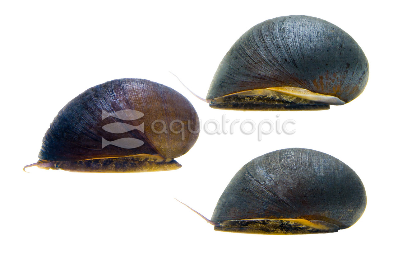 Mixed Olive Nerite Snail - Quality Marine
