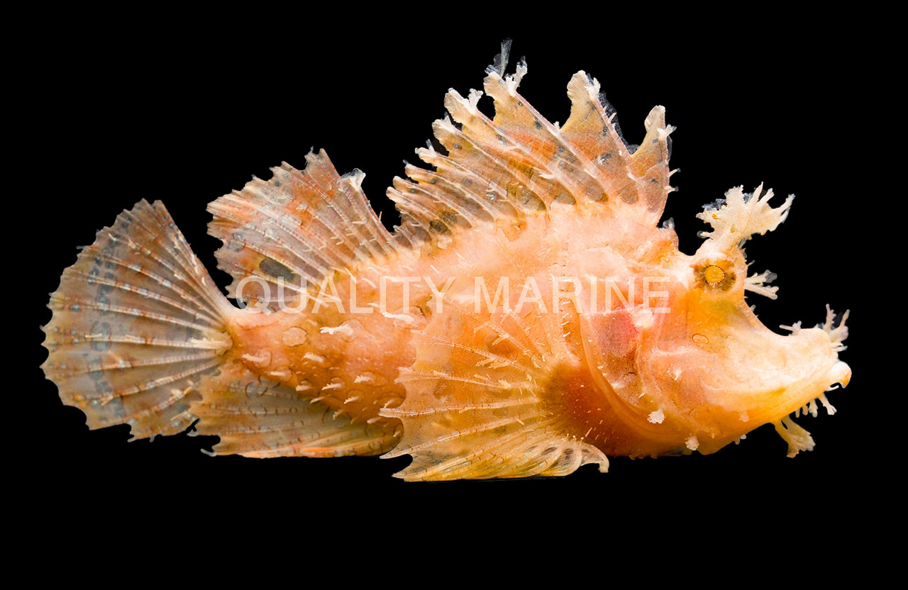 Rhinopias Purple/Red Frilly - Quality Marine