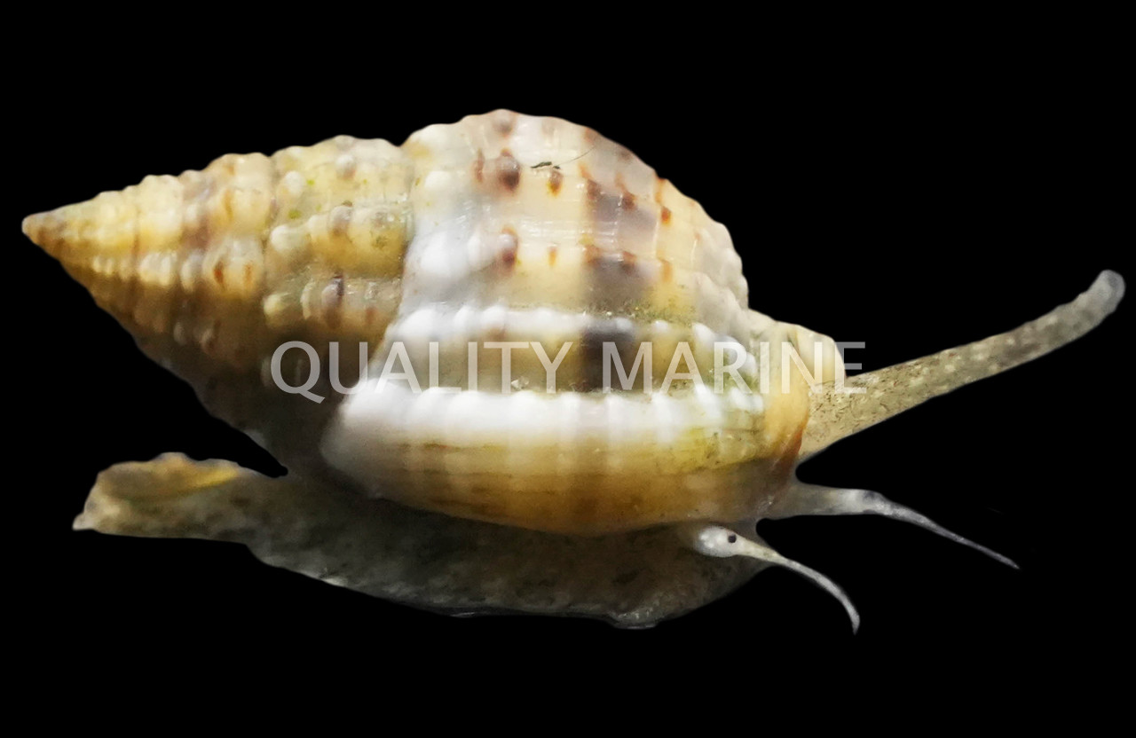 Nassarius, Caribbean - Quality Marine