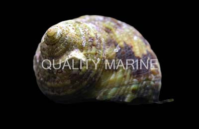 Zebra Turbo Snail - Quality Marine