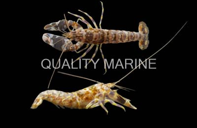 Pistol Snapping Shrimp - Quality Marine