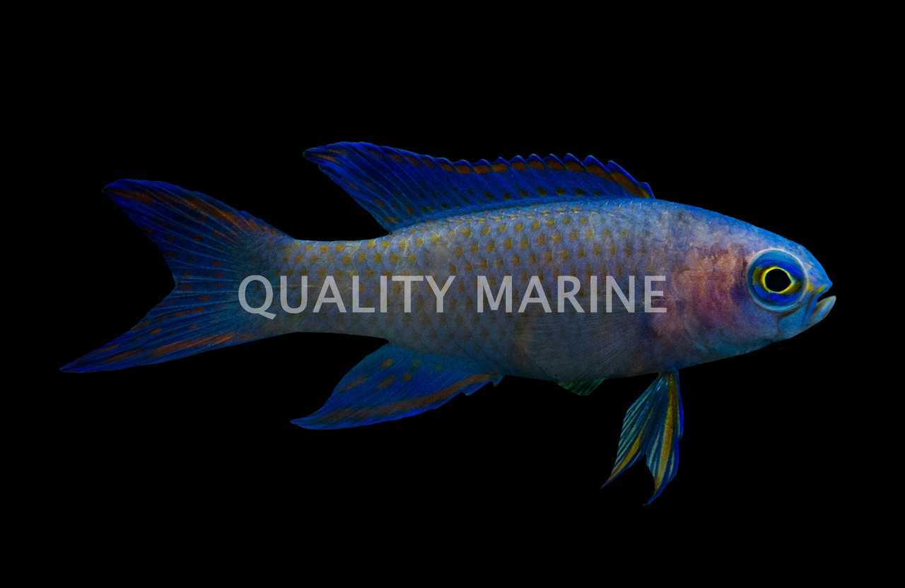 Assessor, Randalli - Quality Marine