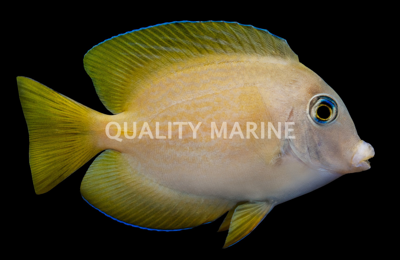 Bristletooth Short-Tail - Quality Marine