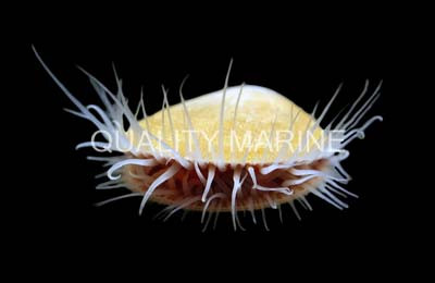 Scallop Flame White - Quality Marine
