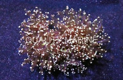 Orange Tip Branching Frogspawn Coral - Quality Marine