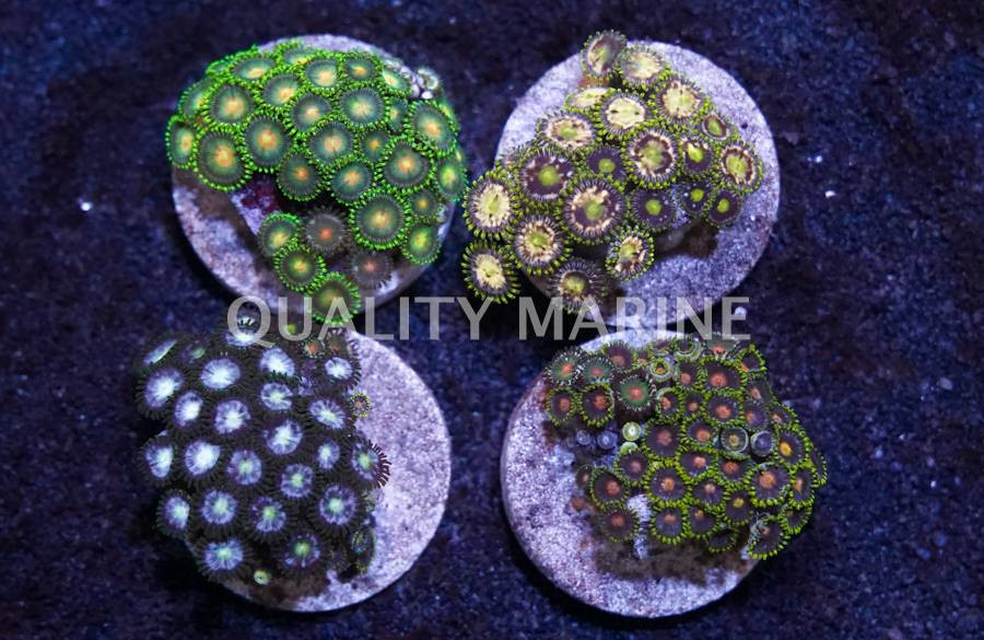 Multicolor Colony Polyp - Quality Marine