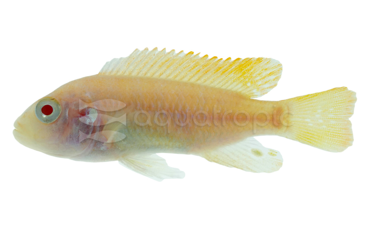 Albino Red Top Ice Blue Malawi Cichlid - Quality Marine