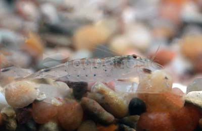 Koros Shrimp - Quality Marine