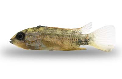 Dwarf Eremnopyge Diamond - Quality Marine