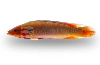 Pike Red Atabapo Cichlid - Quality Marine