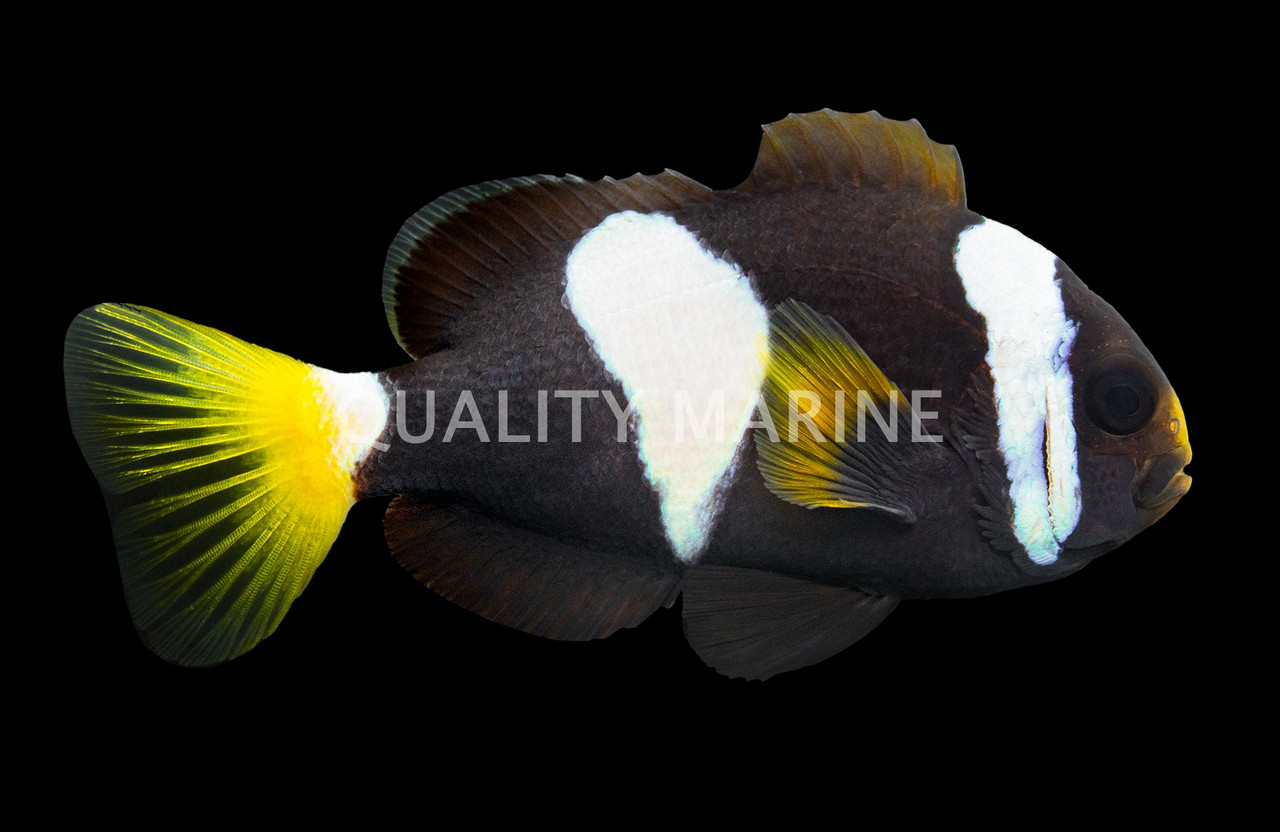 Clarkii, Maldives Black Pearl Juvenile - Quality Marine