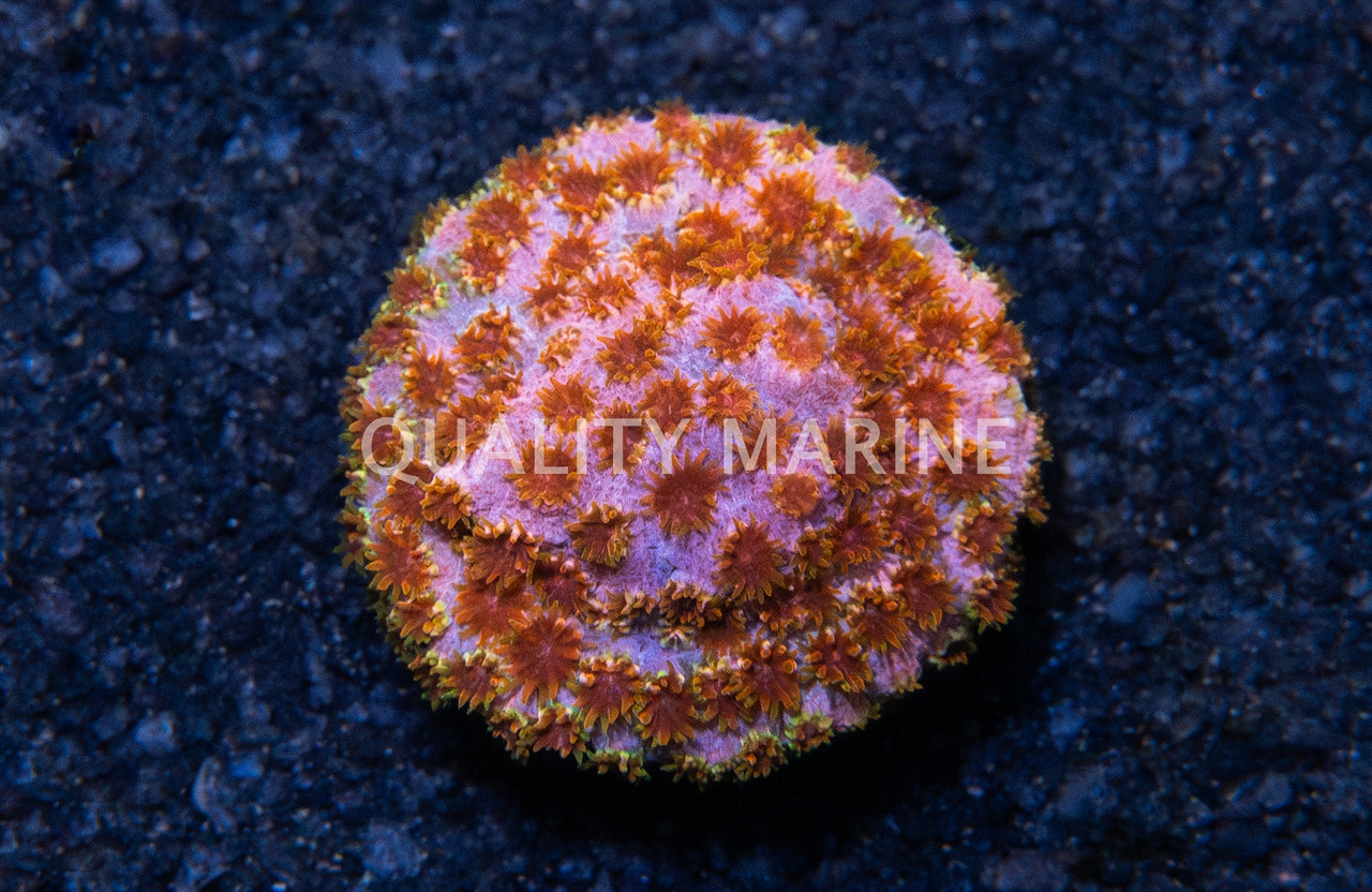 Skittles Bomb Cyphastrea - Quality Marine