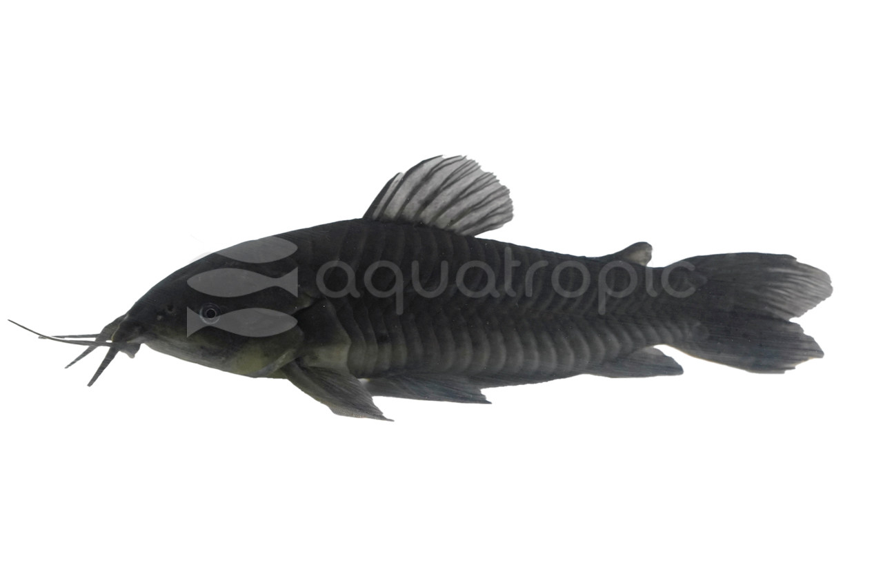 Fork Tailed Hoplo - Quality Marine