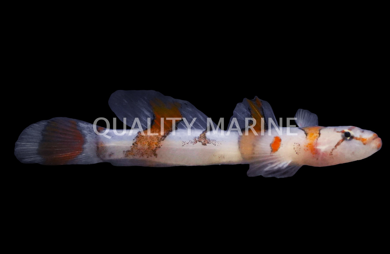 Amikami Flap-Headed - Quality Marine