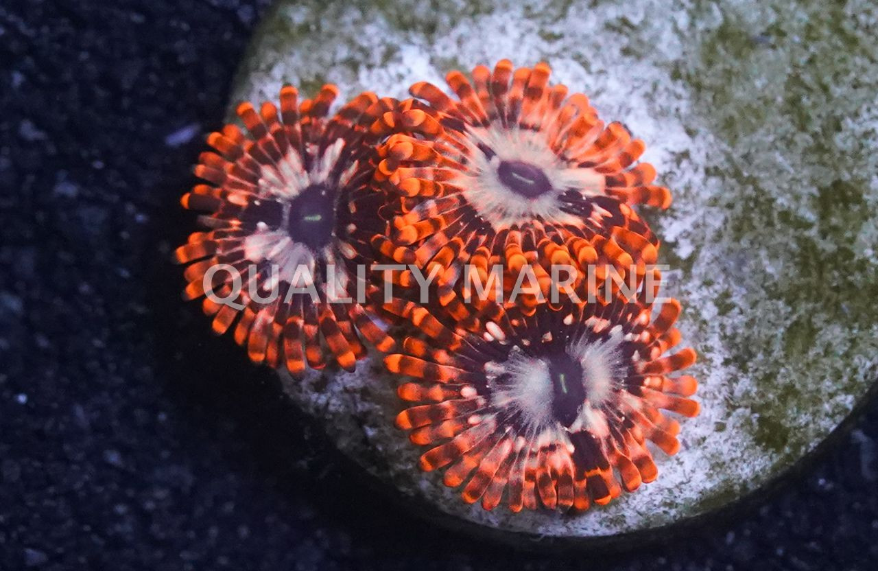 Zoa, Utter Chaos Morph - Quality Marine