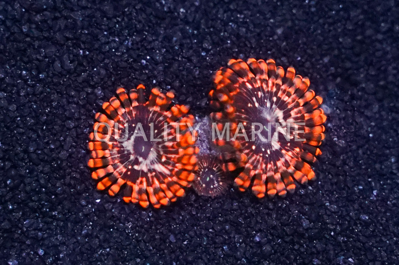 Zoa, Utter Chaos - Quality Marine