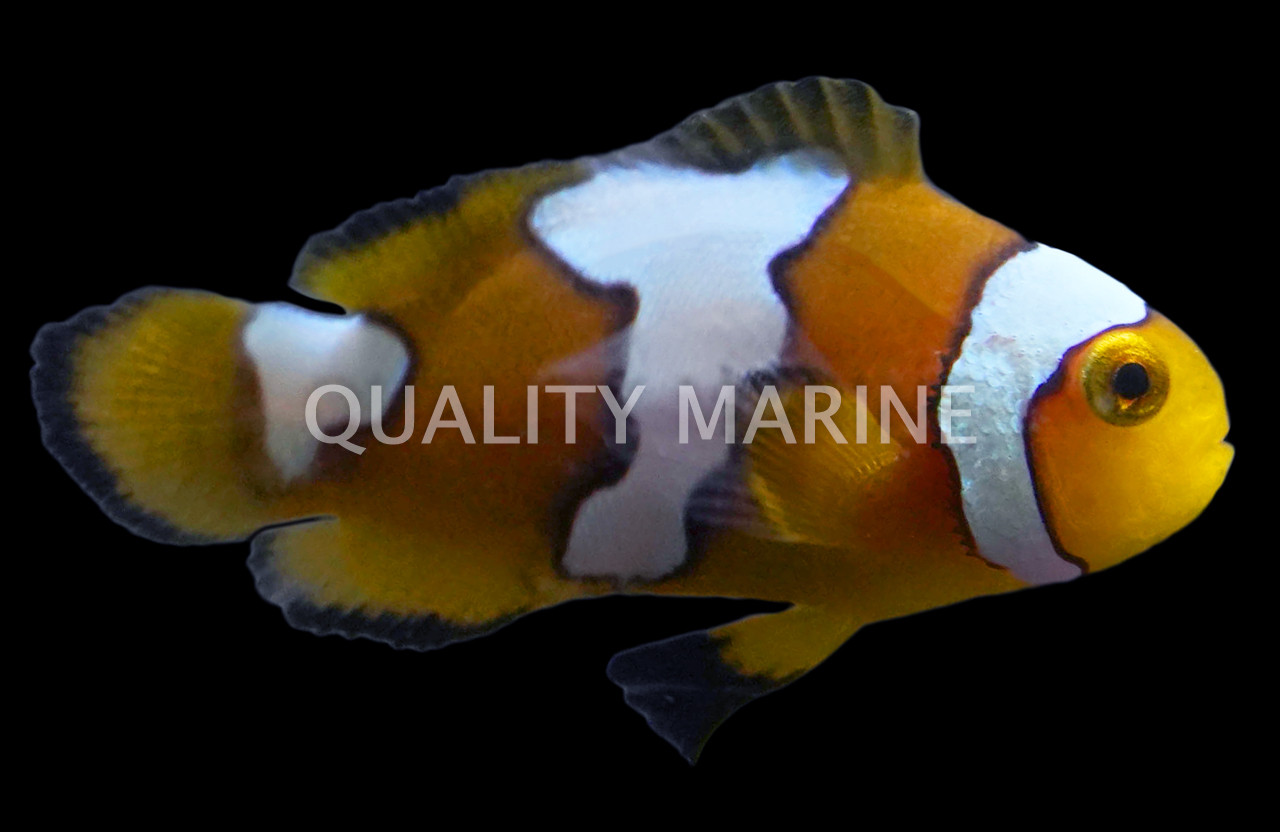 Longfin Snow Onyx CLownfish, Hybrid - Quality Marine