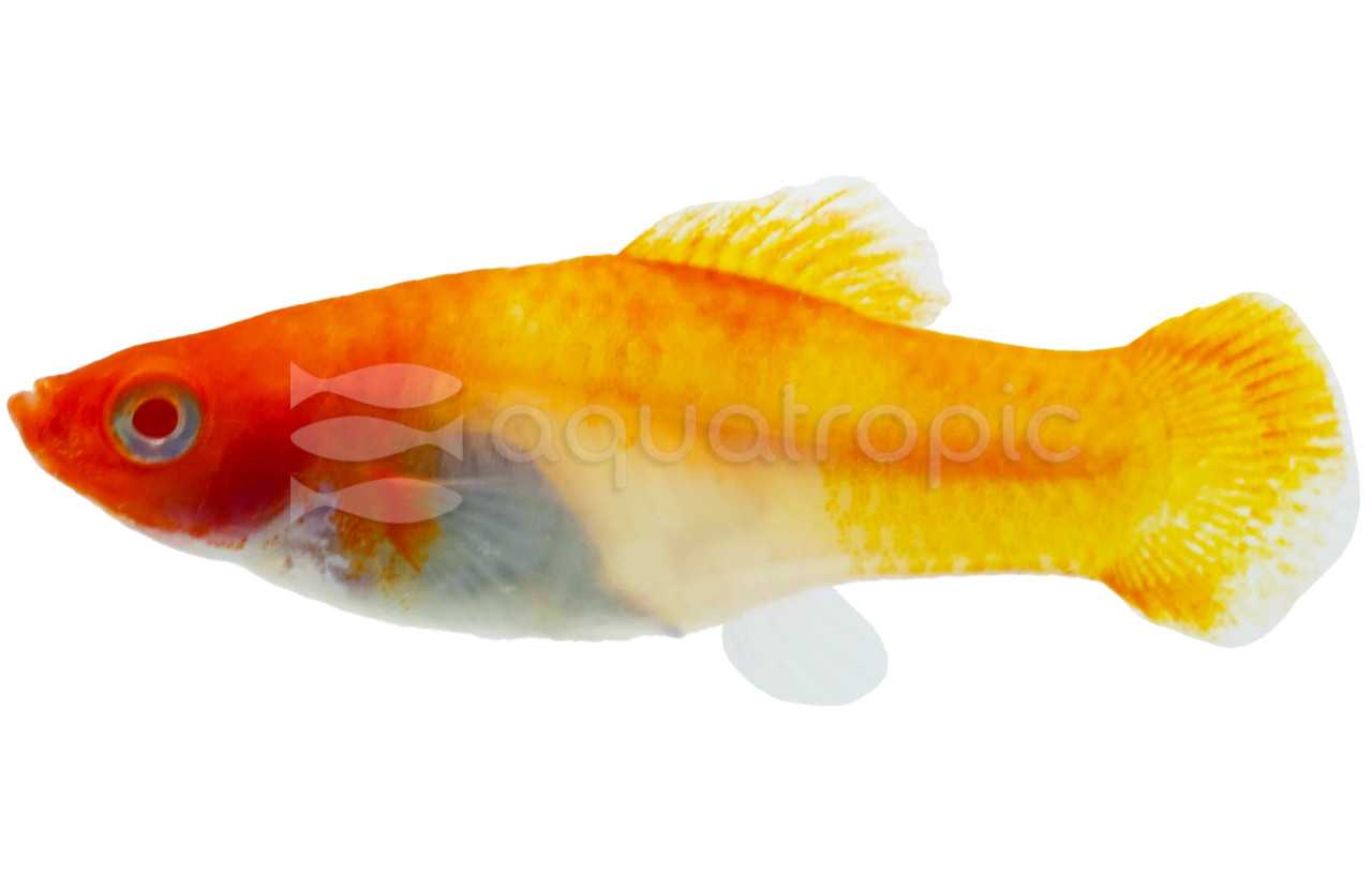 Red Eye Koi - Quality Marine