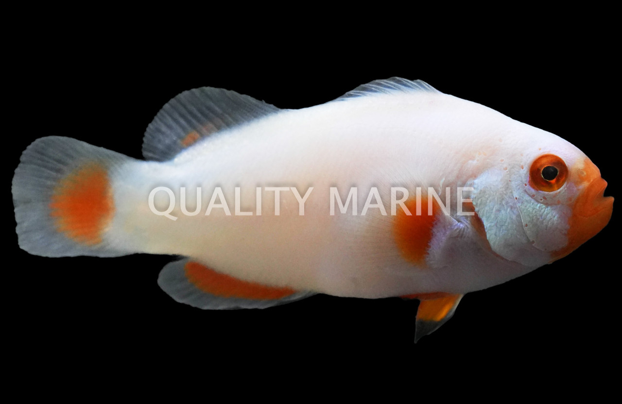 Maine Blizzard Percula Clownfish - Quality Marine