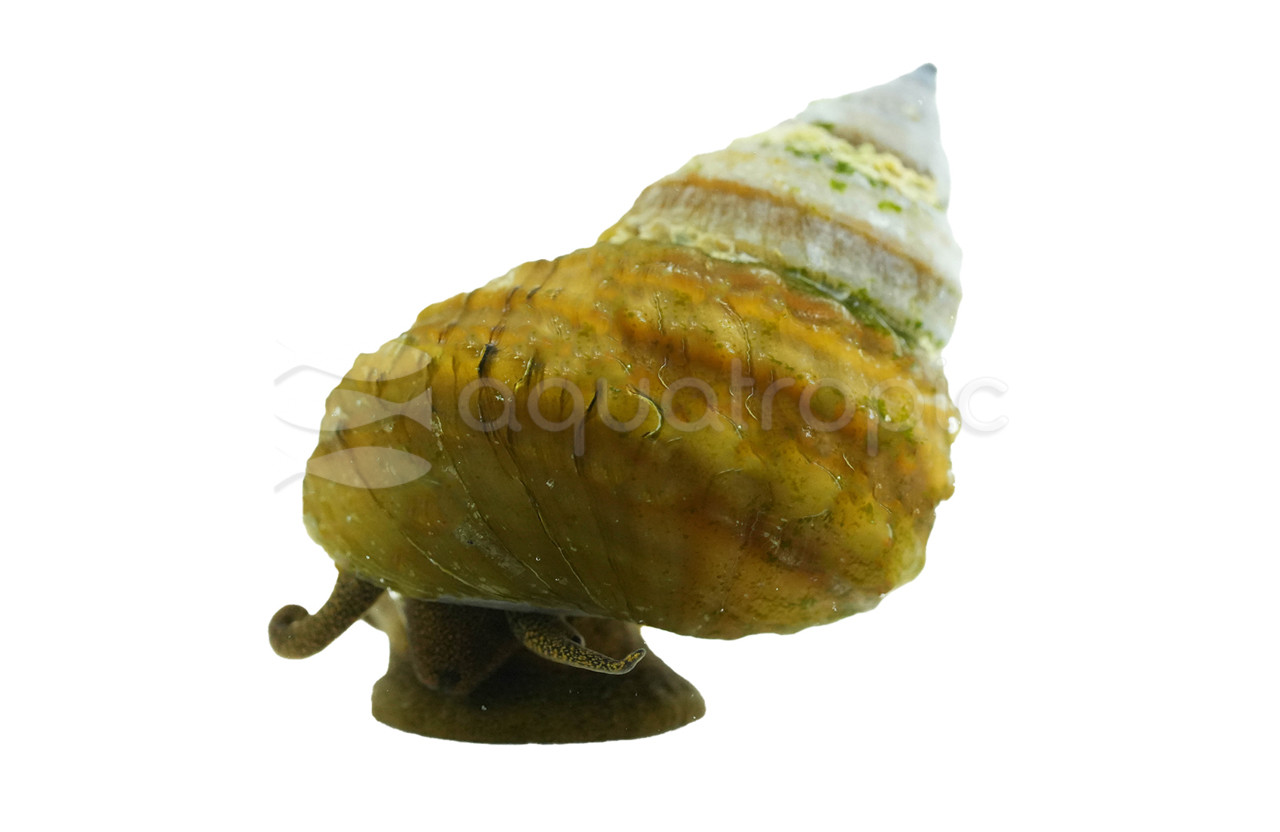 Piano Snail - Quality Marine