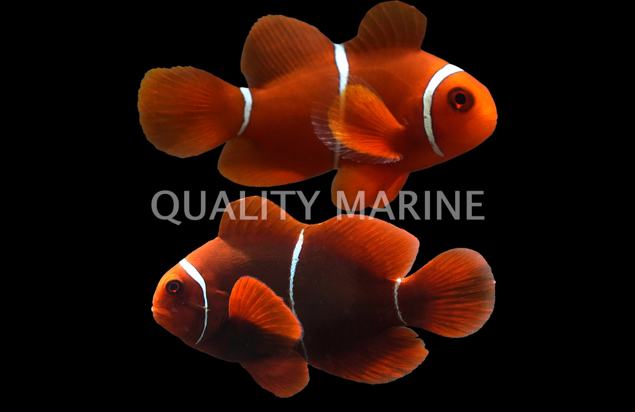 Maroon Clownfish, Pair - Quality Marine