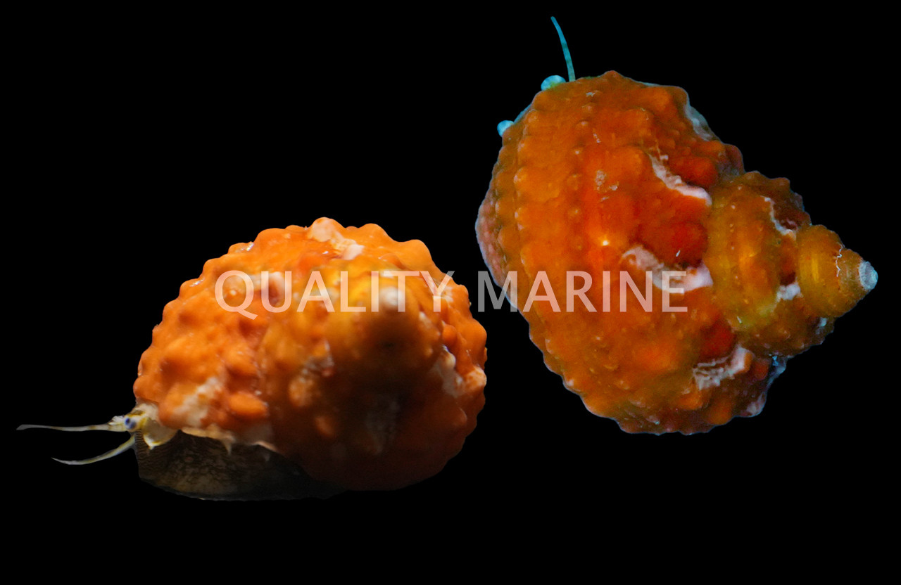 Orange Turbo - Quality Marine