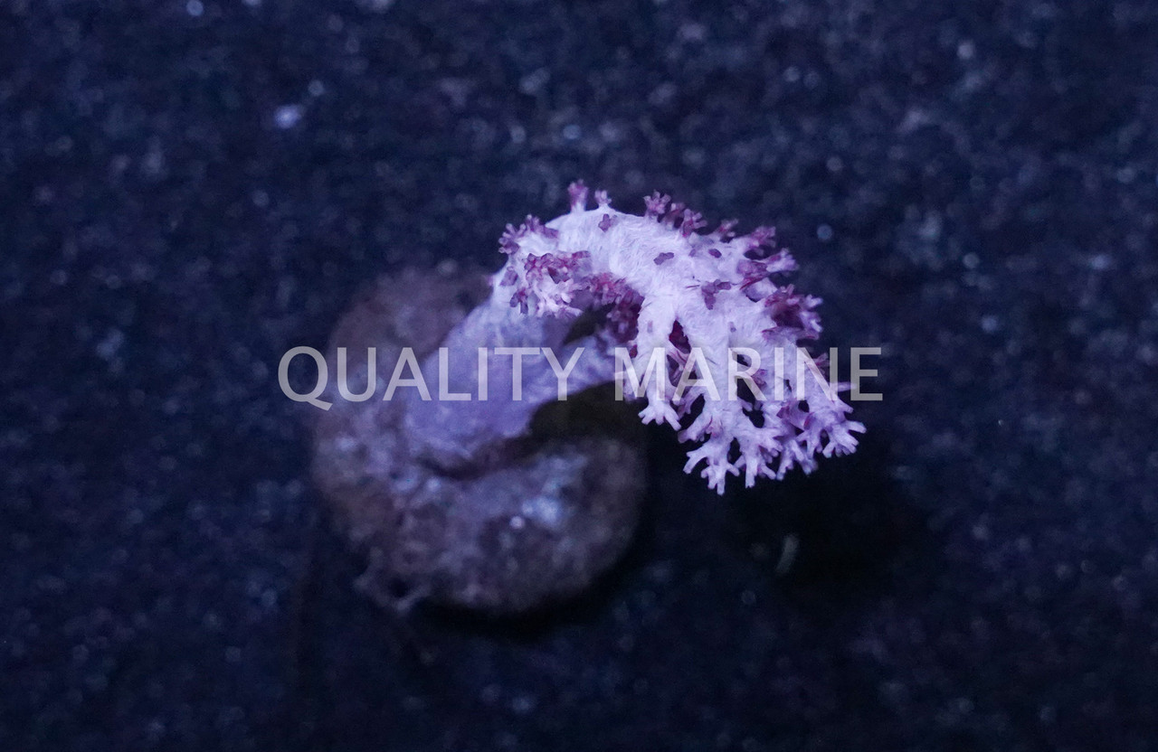 Tree Red Tip, Mini - Quality Marine