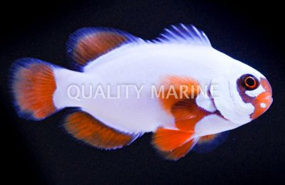Maroon Clownfish, Gold Nugget, Bali Aquarich - Quality Marine