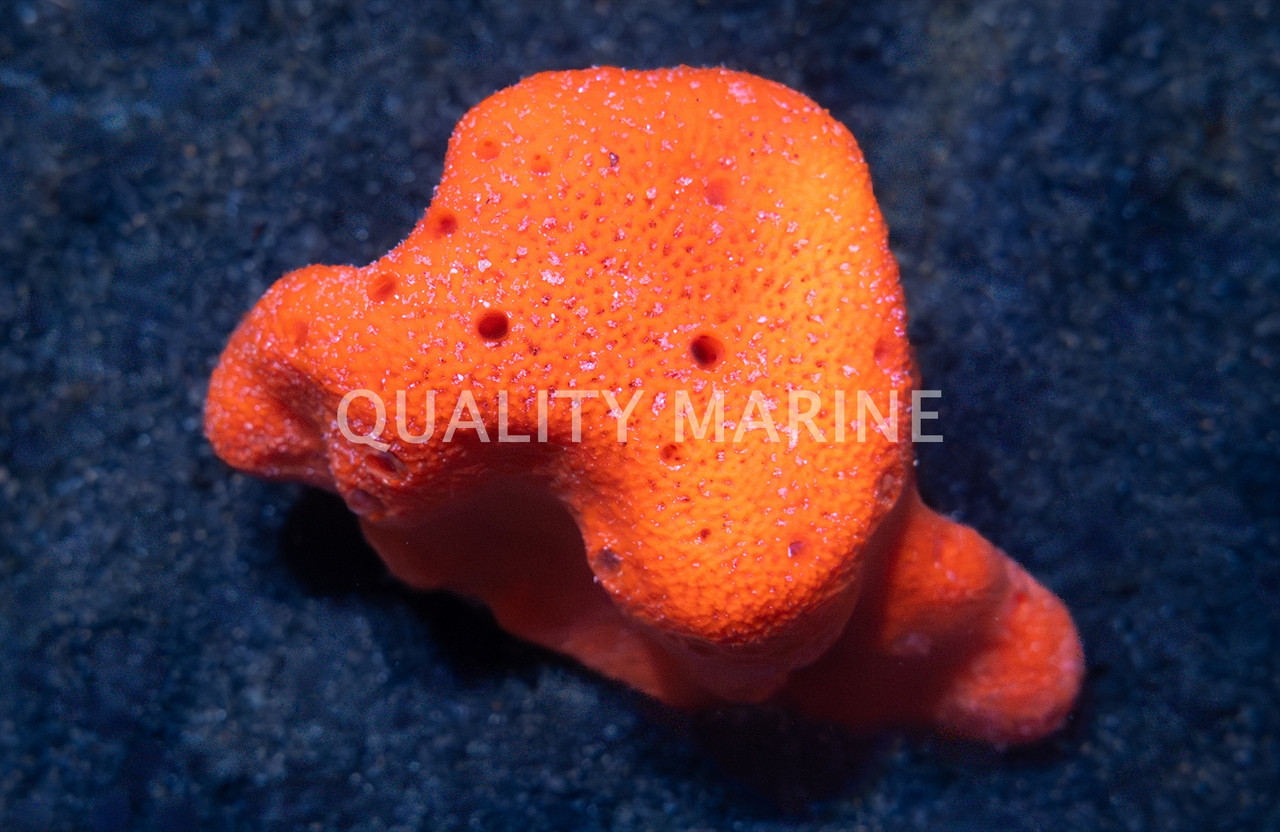 Red Ball Sponge - Quality Marine