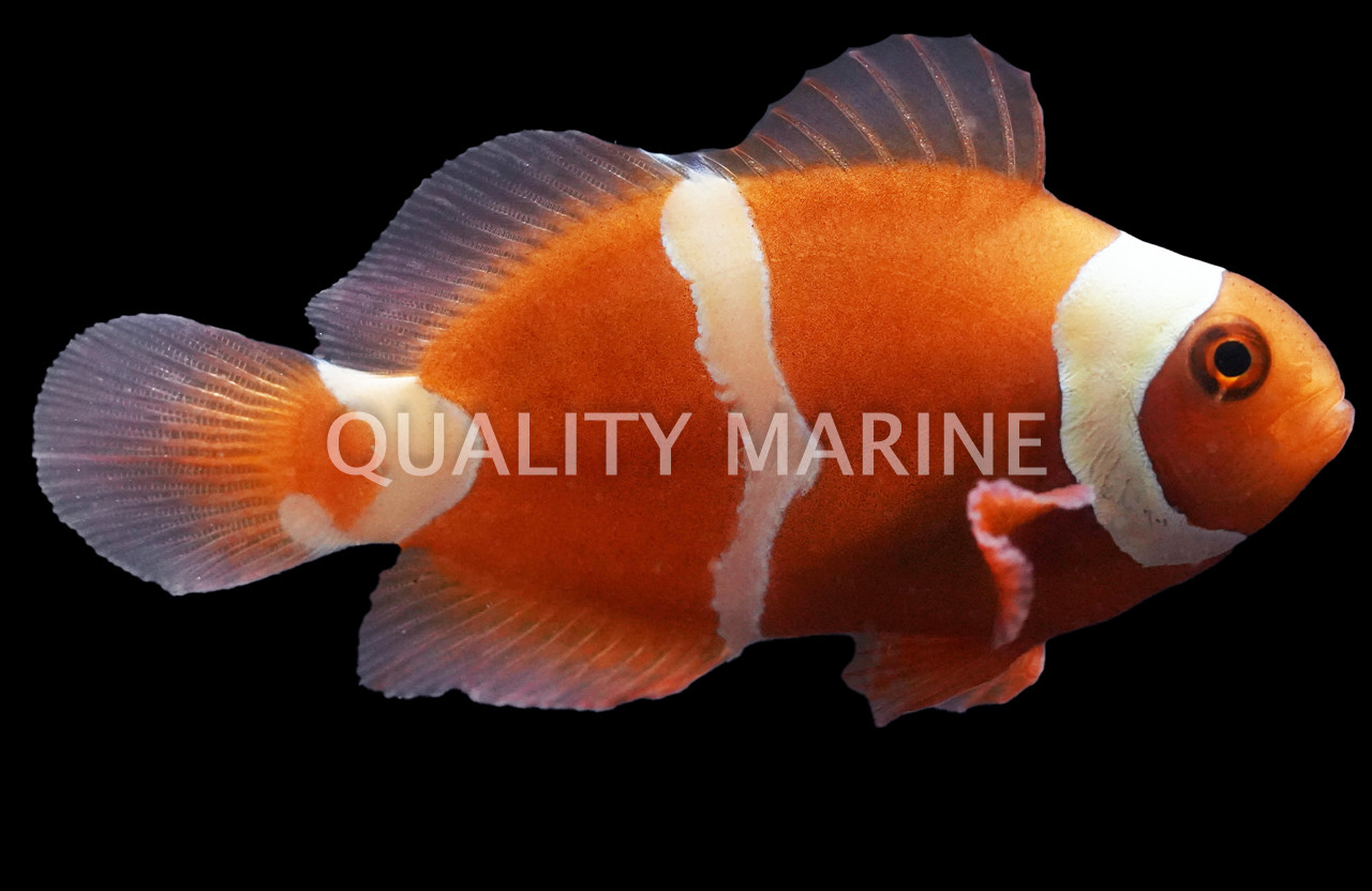 Maroon, Gold Stripe Clownfish, Bali Aquarich - Quality Marine
