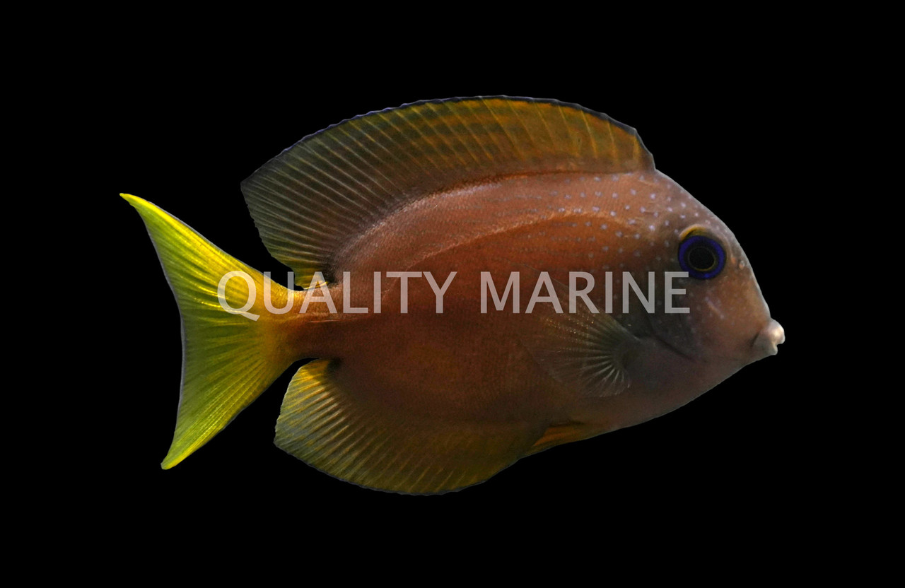 Two Spot Bristletooth Tang, Les Villages - Quality Marine