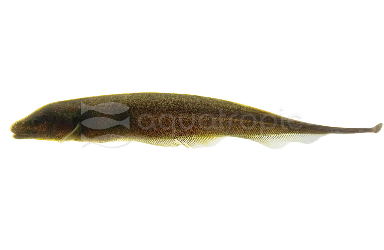Brown Ghost Knifefish - Quality Marine