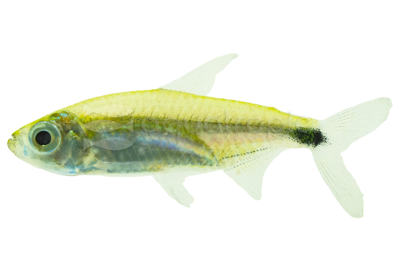 Blue Diamond Alestidae Tetra - Quality Marine