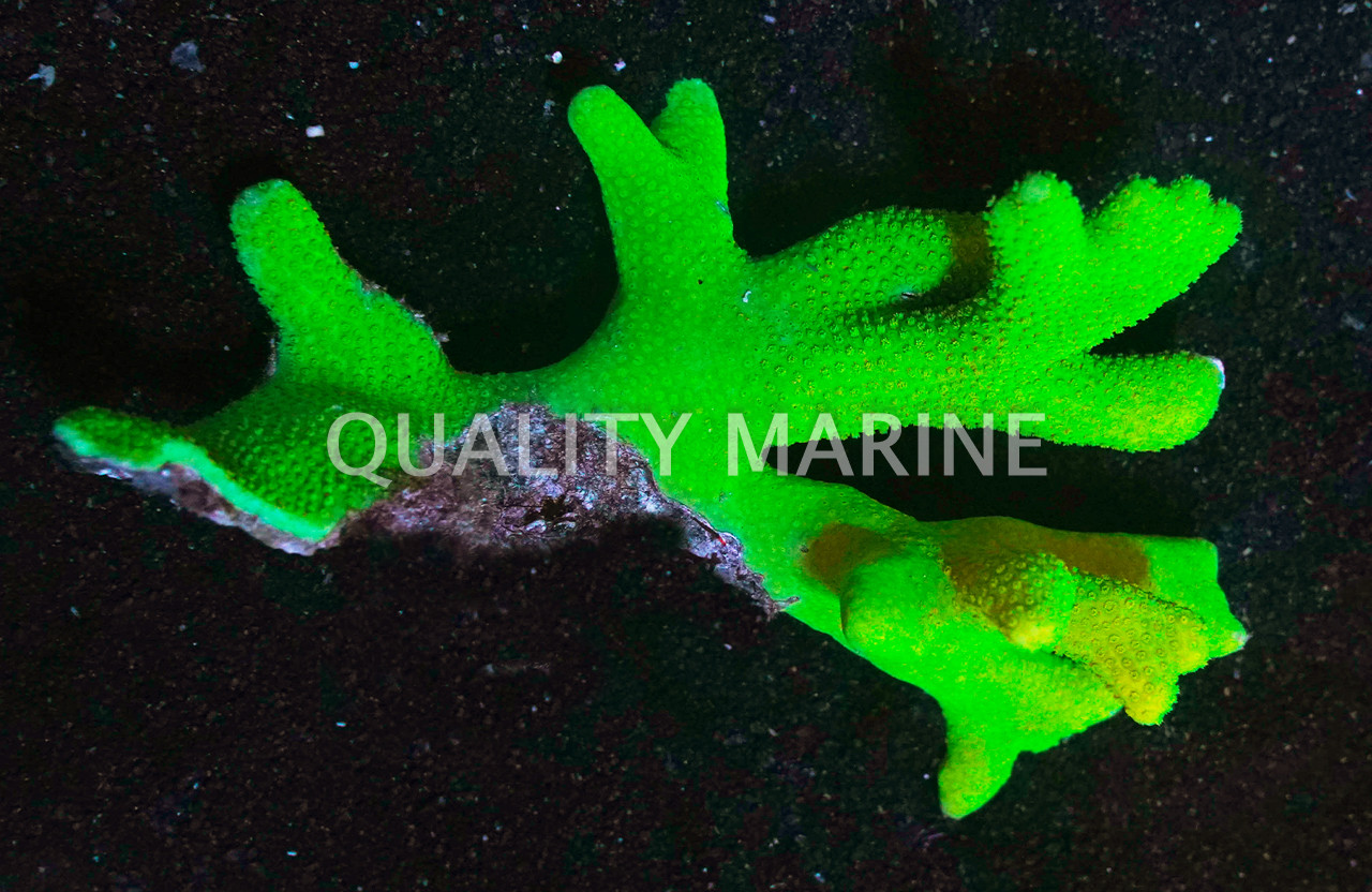 Porites, Yellow, Fiji - Quality Marine