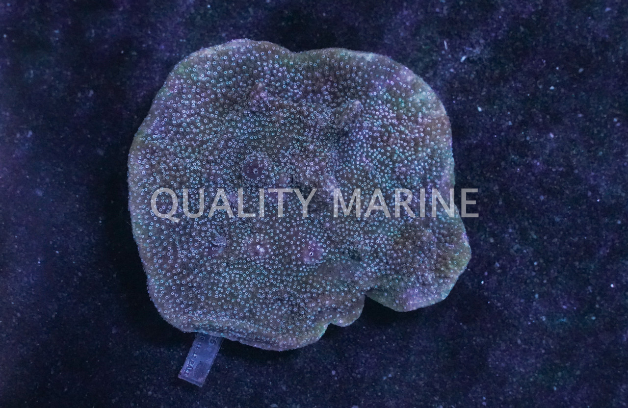 Plating, Green w/ Blue Polyps - Quality Marine