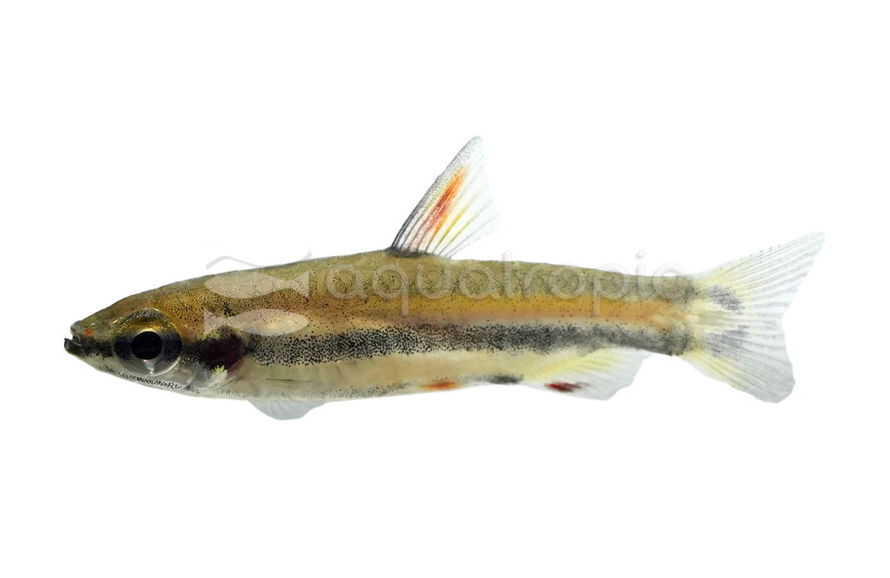 Dwarf Pencilfish Red Beckford's Pencilfish | Nano FIsh | Shrimpy
