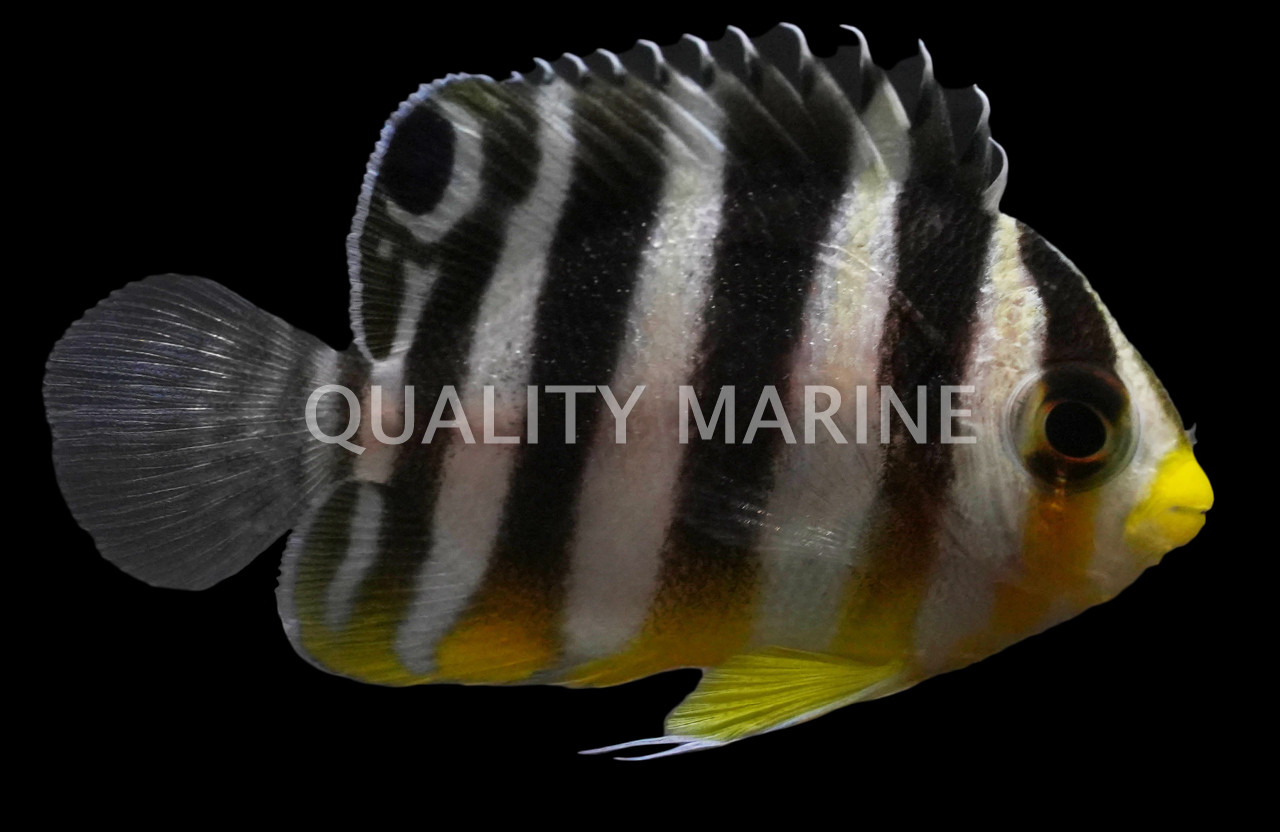 Banded Multifasciatus Angelfish, Bali Aquarich - Quality Marine