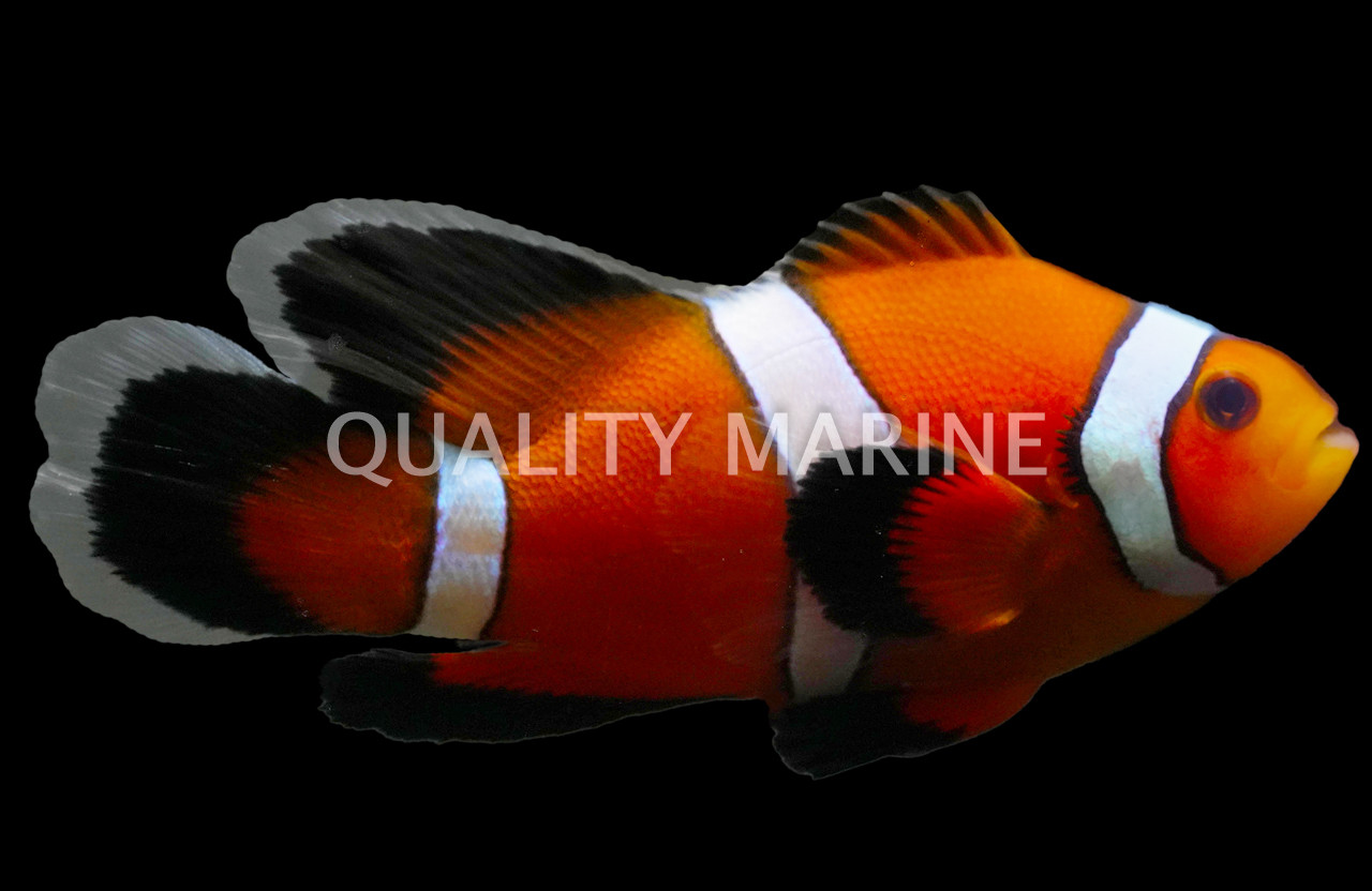 Longfin Ocellaris Clownfish, QM Labs - Quality Marine