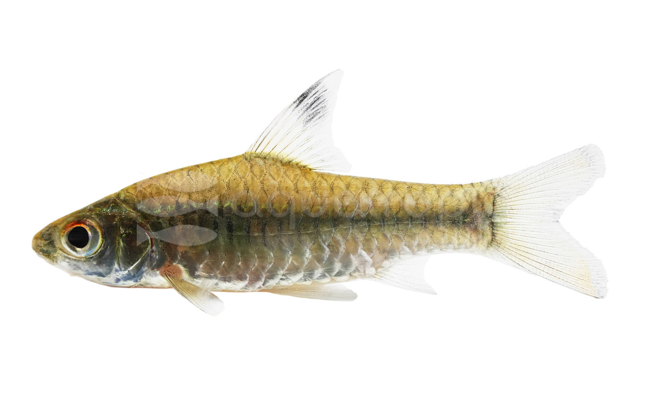 African Sylvaticus Barb - Quality Marine